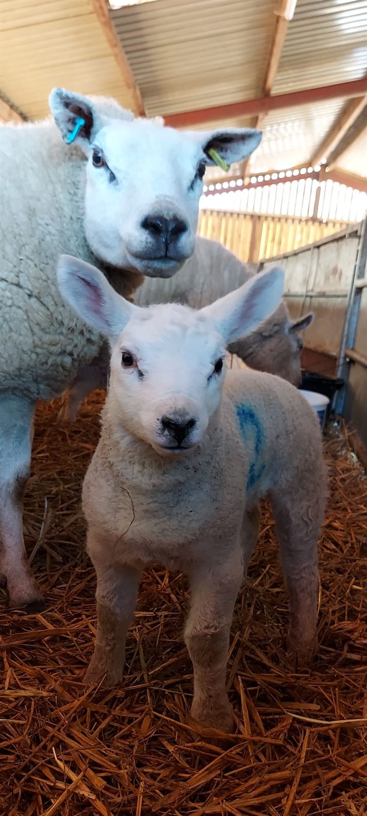 Lambing Day at Princess Christian's Farm