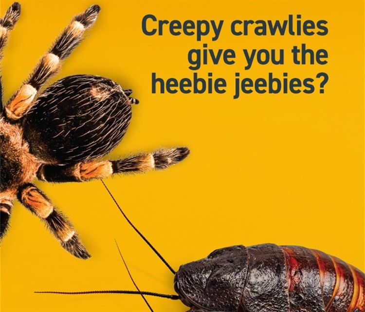 Zoolab – Halloween Roadshow, Creepy Crawlies