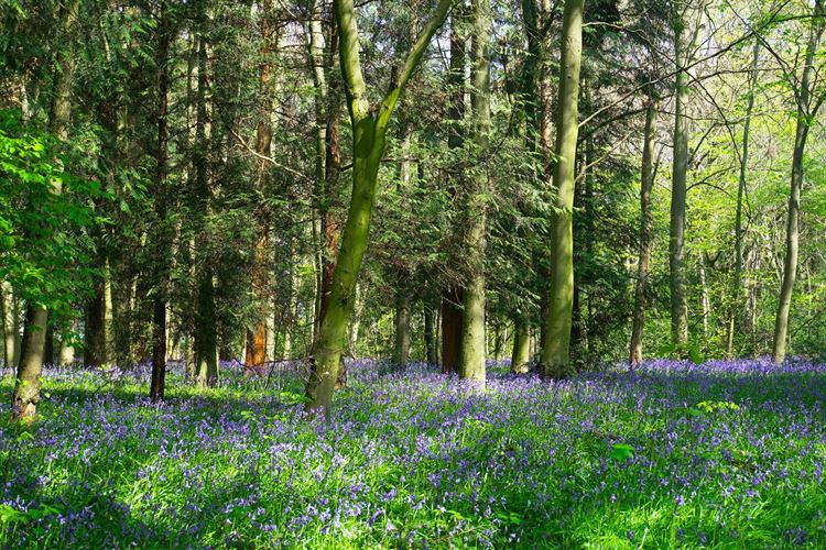 Forest Bathing in the Bluebells