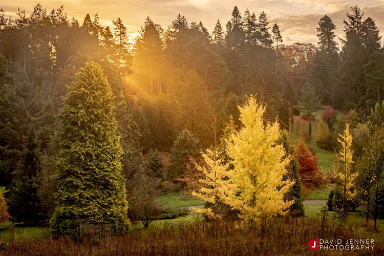 Autumn Colour Guided Walk at Bedgebury Pinetum